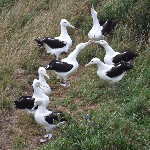 Visit a Royal Albatross colony | Dunedin | Pegasus Rental Cars